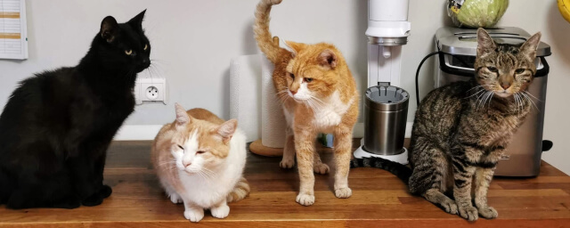 Can Dogs Eat Cat Treats (and Vice Versa)